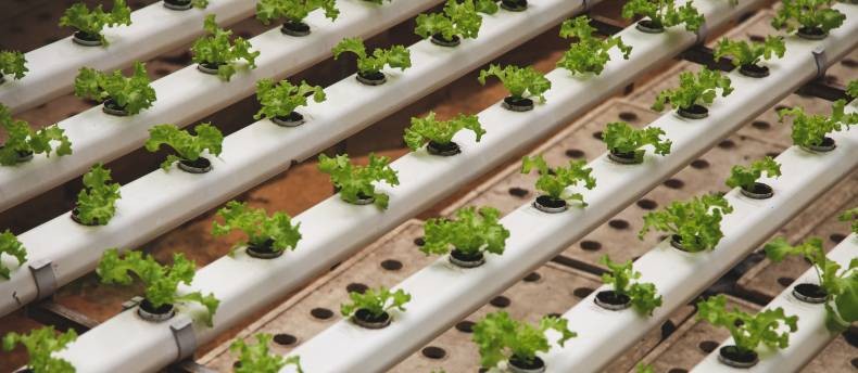 Grow Room Controllers: What Are They and Why You Need Them | Sylvane